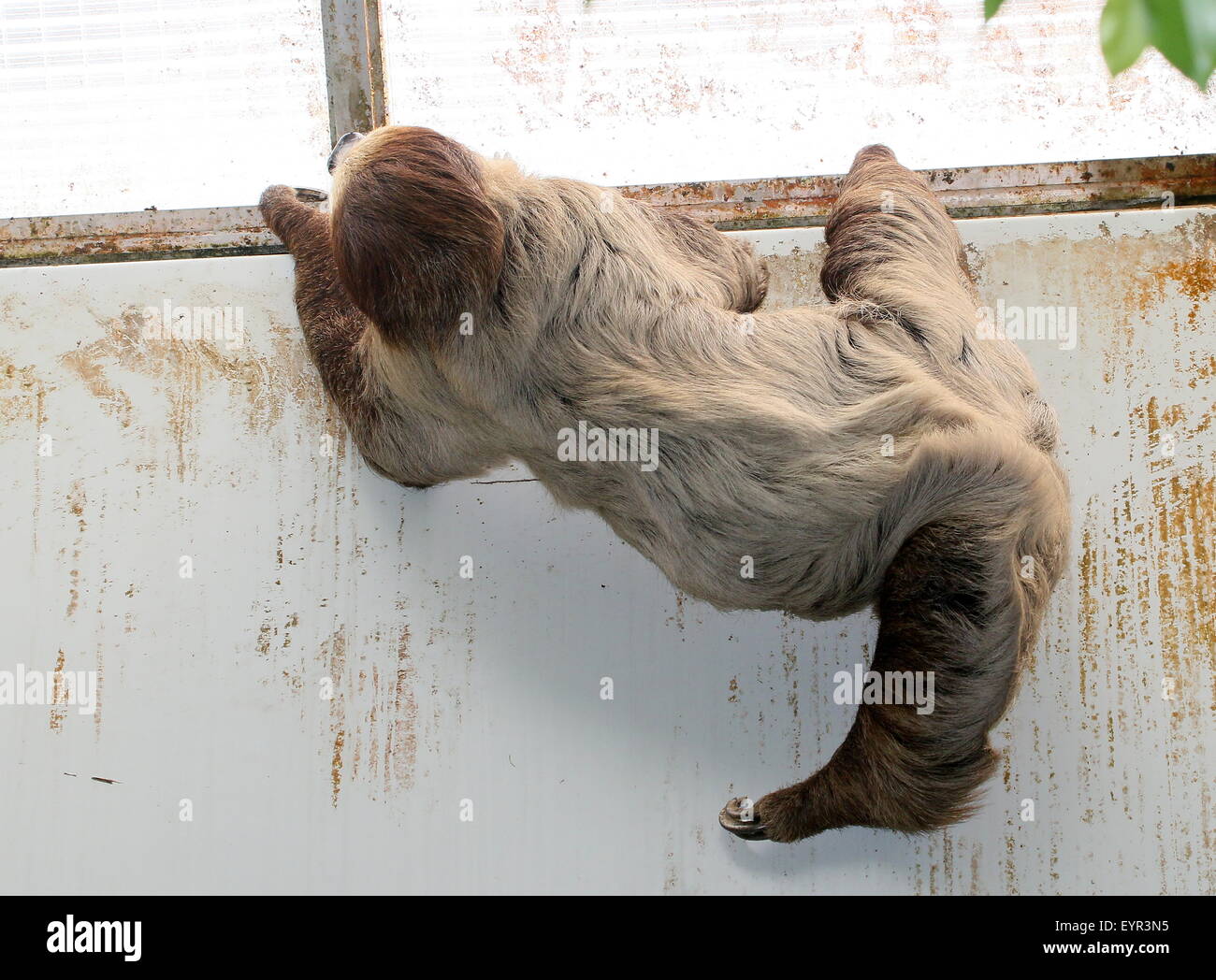 South American Linnaeus's two toed sloth or Southern two-toed sloth ...