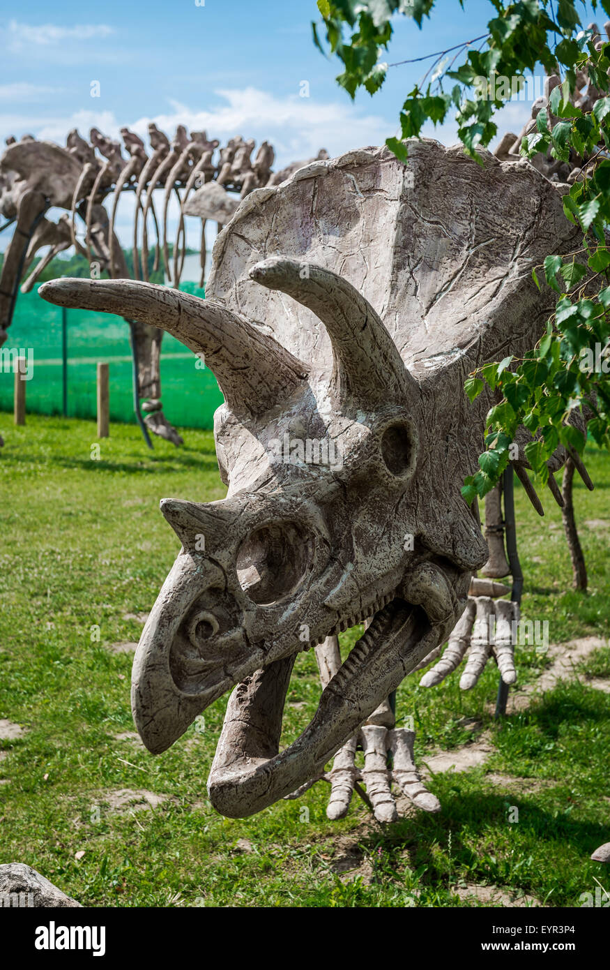 Triceratops skeleton hi-res stock photography and images - Alamy
