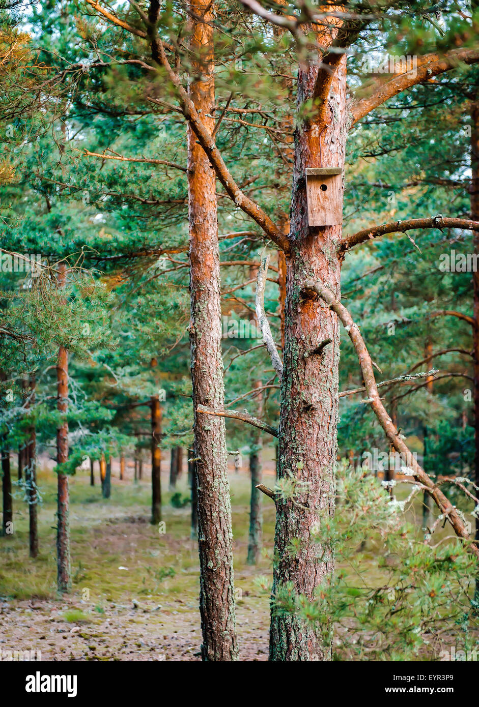 Bird box affixed to a pine tree trunk. Nida, Lithuania Stock Photo - Alamy