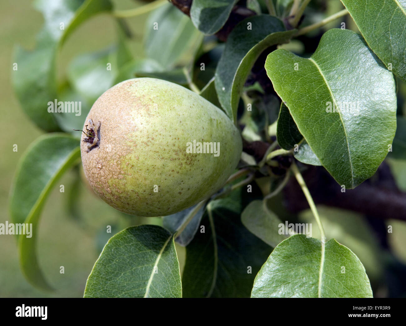 Birne, Graefin von Paris, Birnensorte, Birne, Kernobst, Obst Stock ...