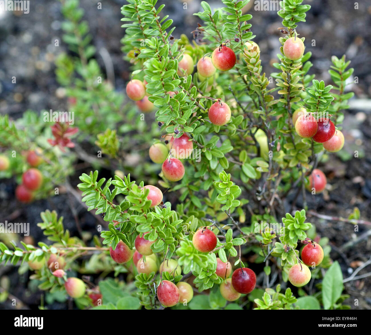 Amerikanische cranberry hi-res stock photography and images - Alamy