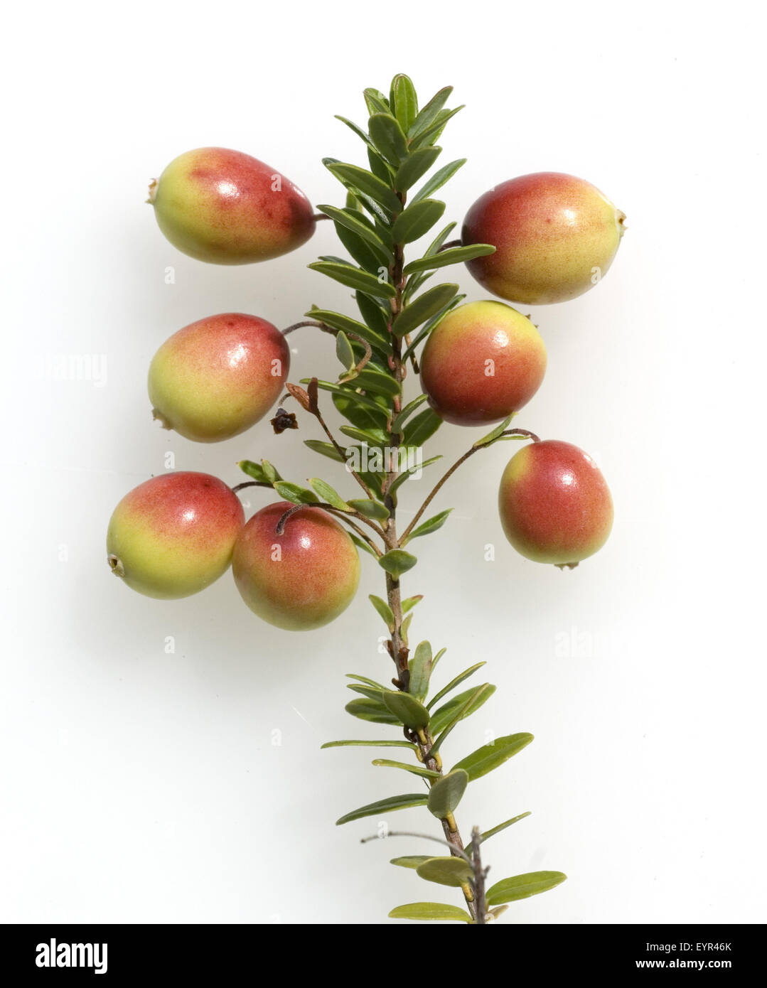 Cranberry, Vaccinium macrocarpon, Nord-Amerikanischen Cranberry ...