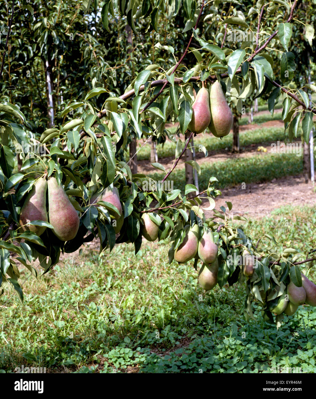 Devoe; Birne; Birnensorte, Birne, Kernobst, Obst Stock Photo - Alamy