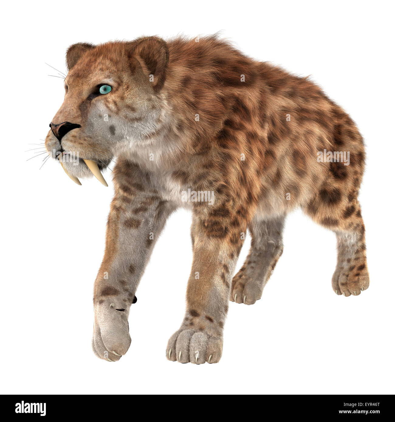3D digital render of a smilodon or a saber toothed cat isolated on ...