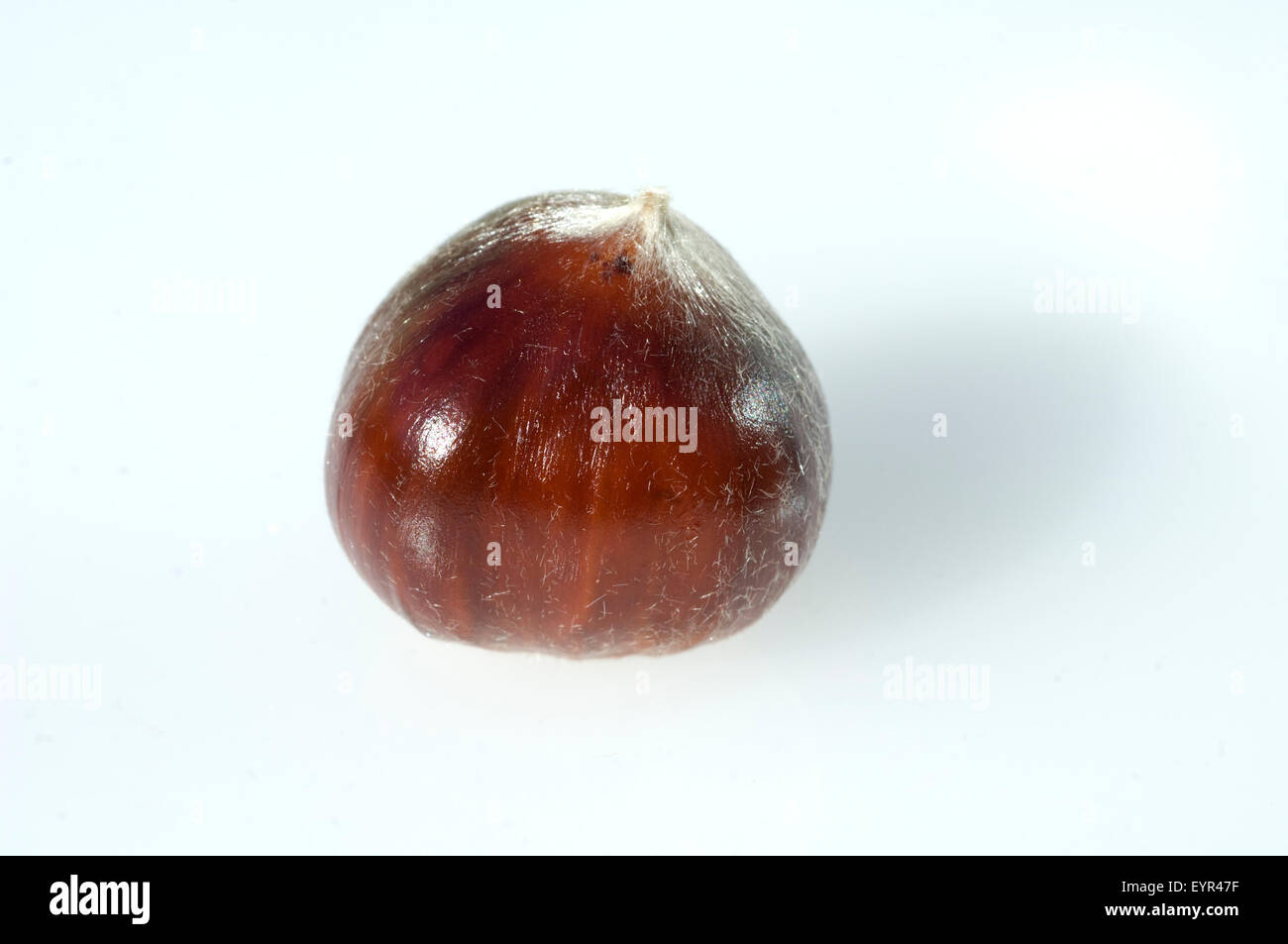 Esskastanien, Edelkastanie, Castanea sativa, Heilpflanzen, Fruechte ...