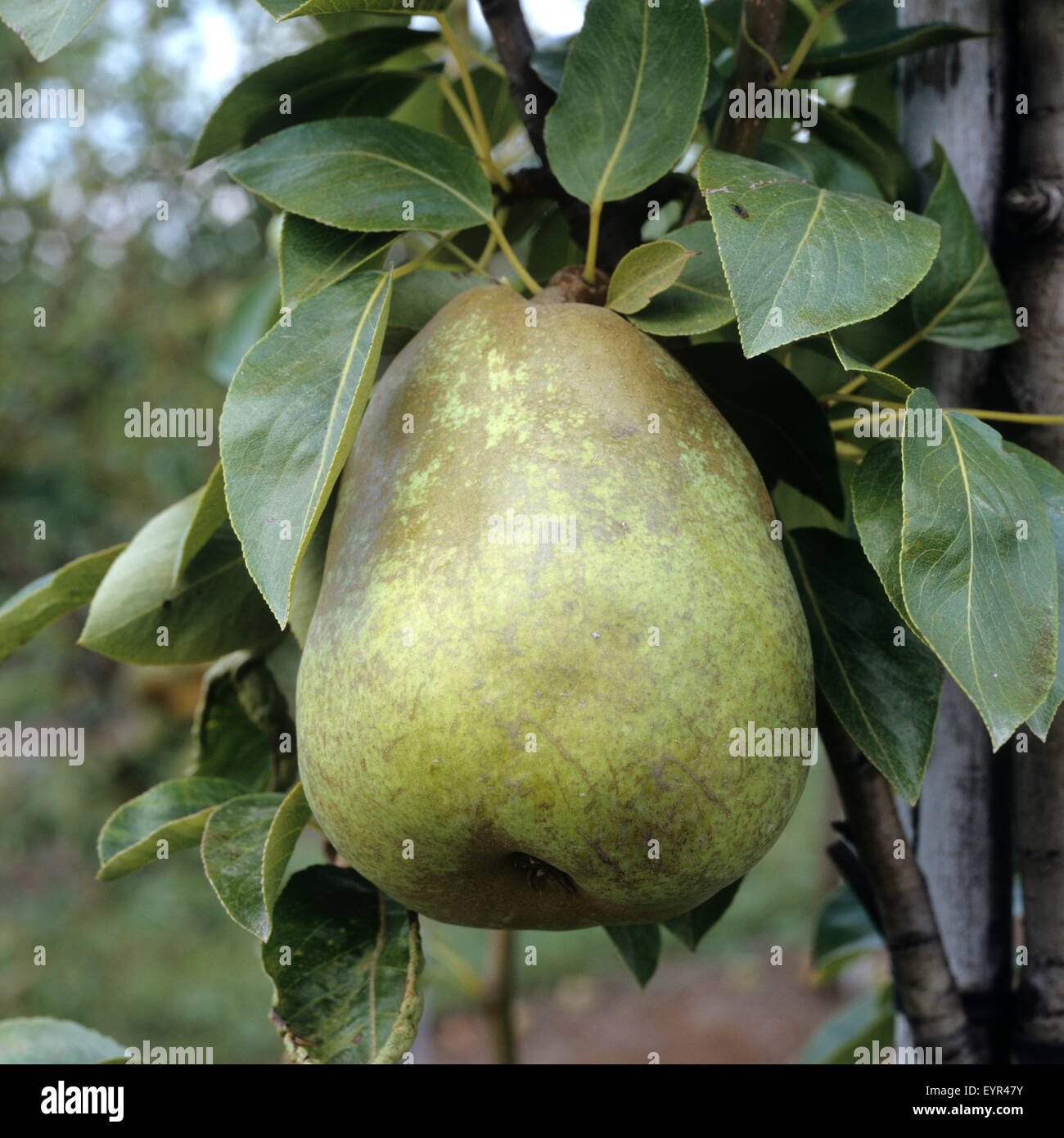 Grand Champion Birne; Birnensorte, Birne, Kernobst, Obst Stock Photo ...