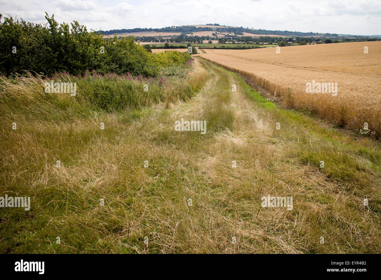 Warwickshire summer landscape looking towards Brailes Hill, England, UK ...