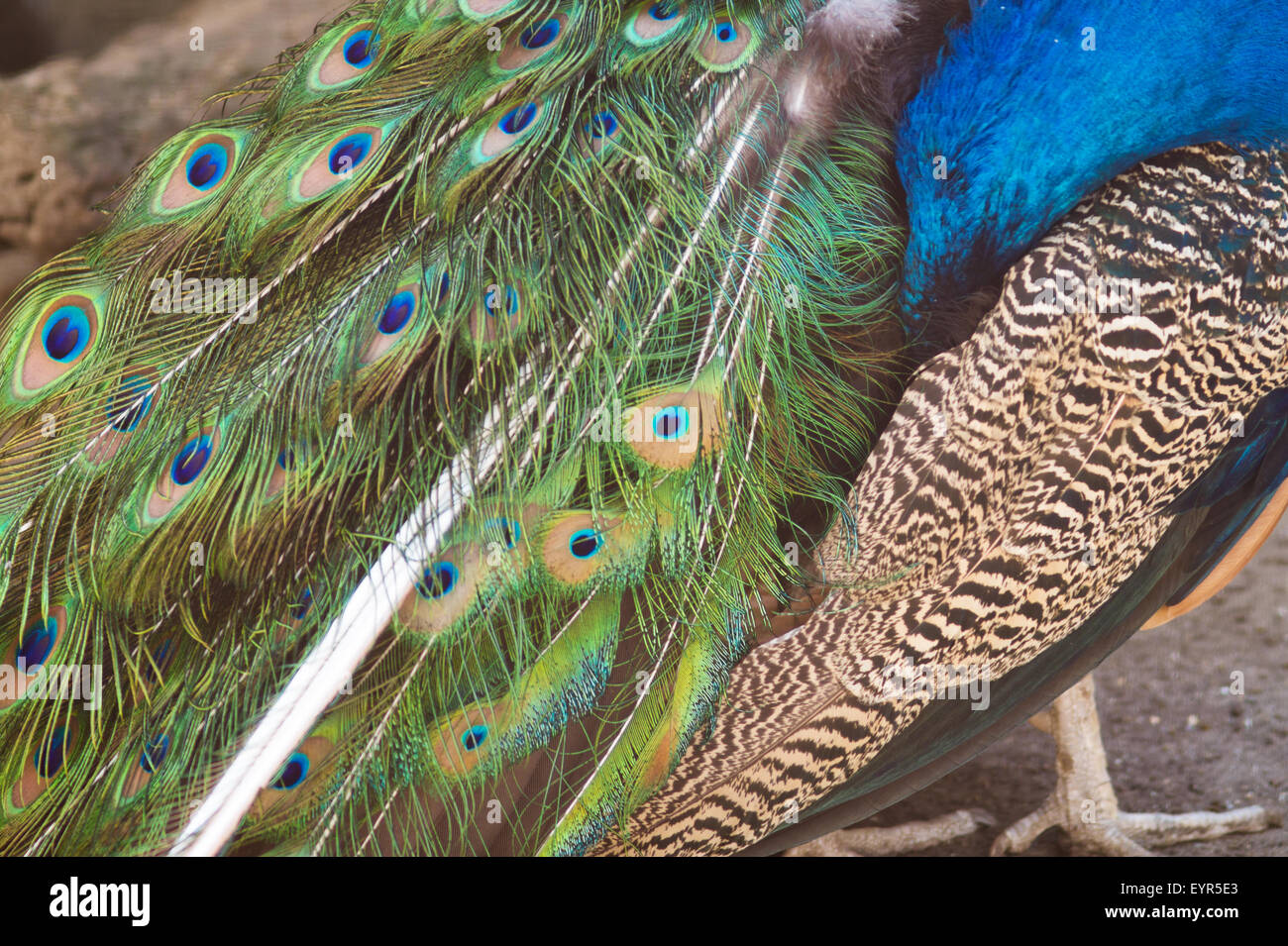 Peacock feather art hi-res stock photography and images - Alamy
