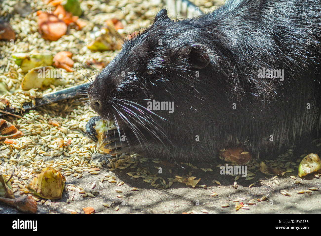 Black rat eating hi-res stock photography and images - Alamy