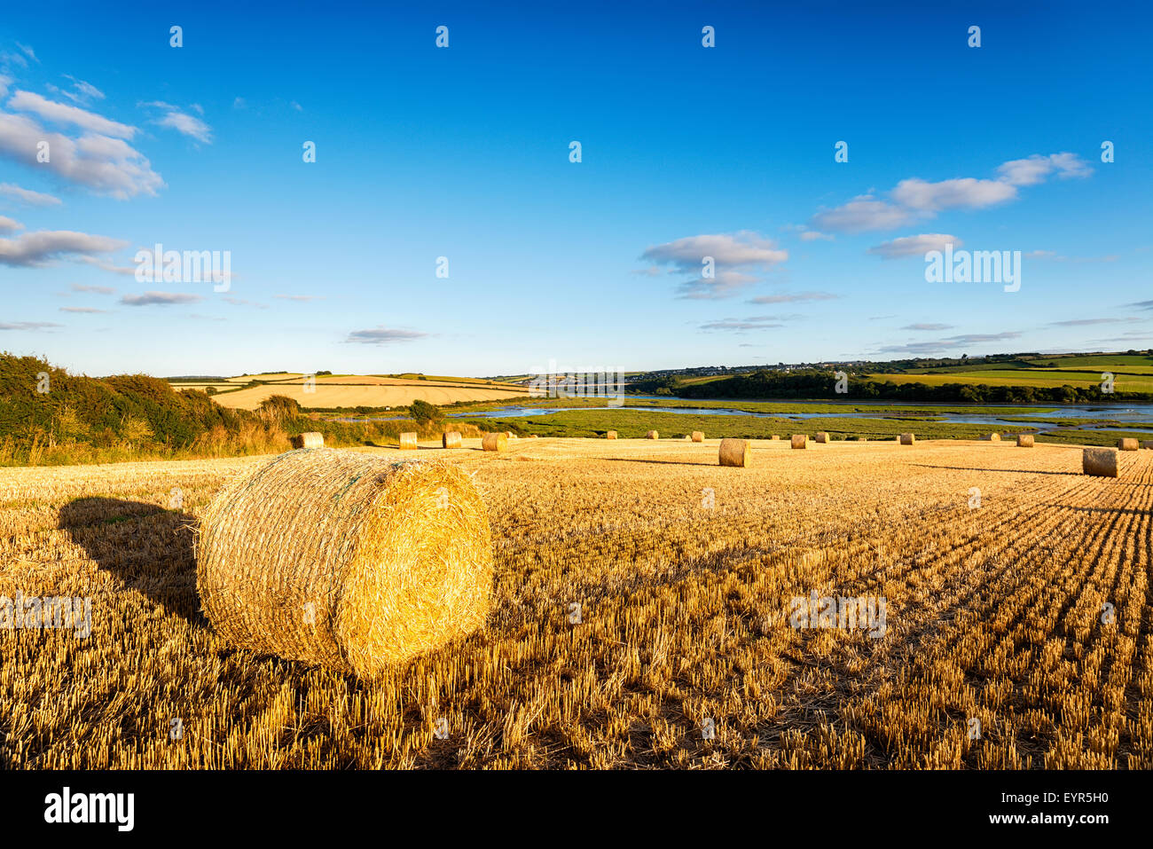 A field of hay bales overlooking the Camel Estuary in Cornwall, looking ...