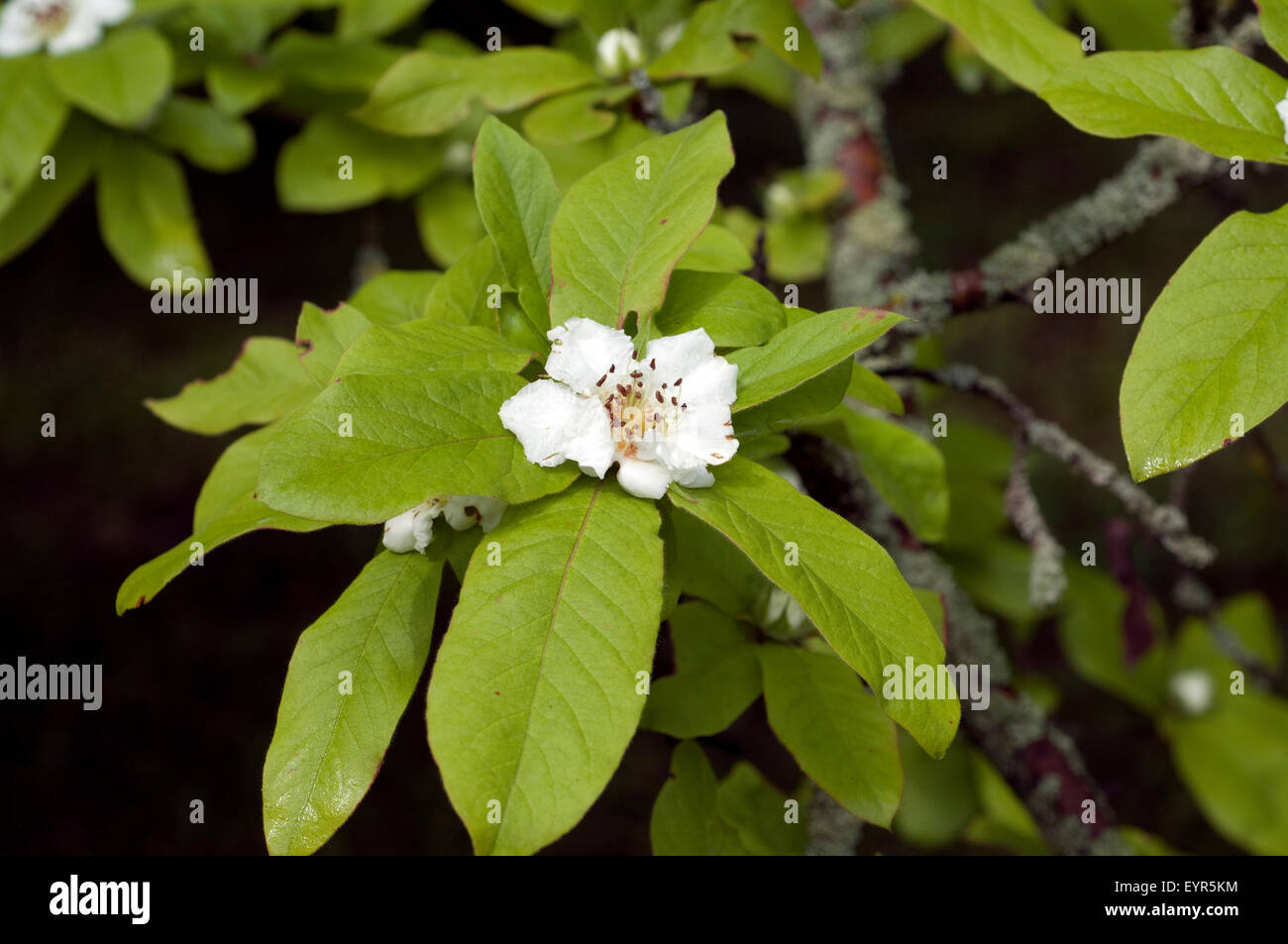 Mispel fruechte hi-res stock photography and images - Alamy
