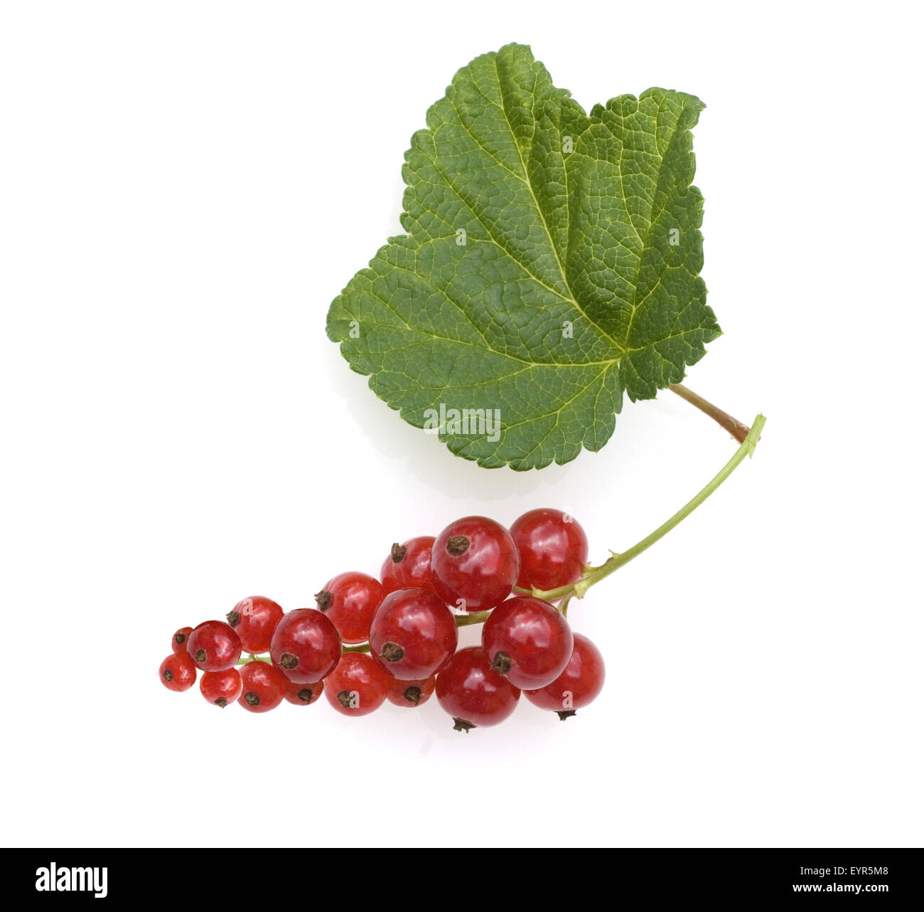 Johannisbeeren, Rote Johannisbeeren, Ribes rubrum, Heilpflan Stock ...