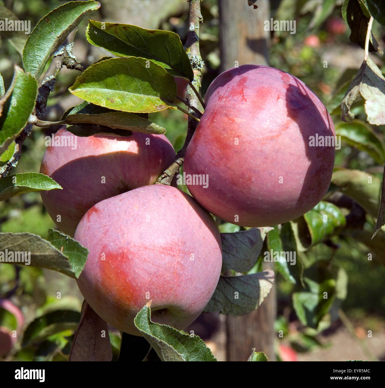 Roter Eiser; Apfel; Malus domestica, Apfelsorte, Apfel, Kernobst, Obst ...