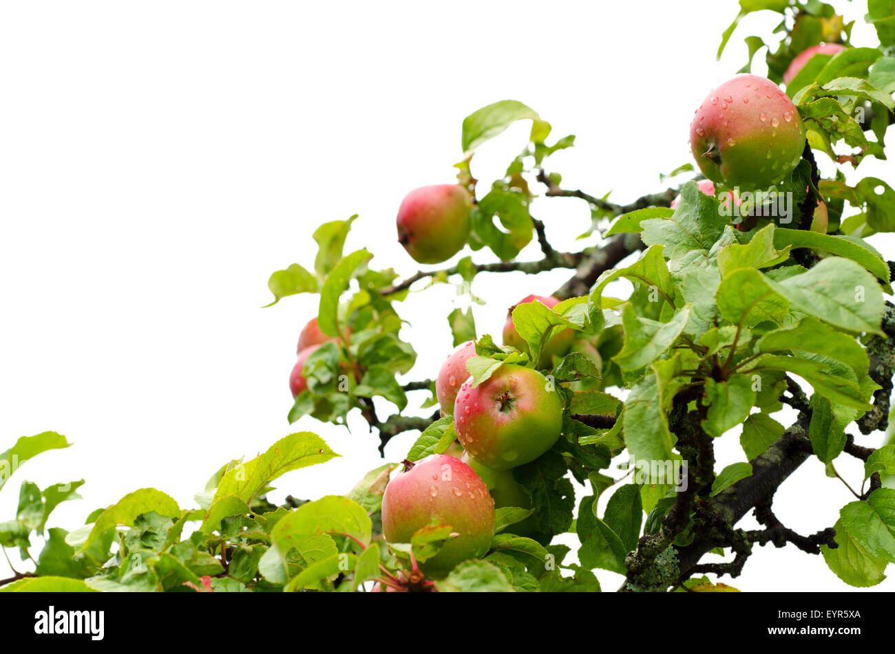 Apple tree isolated on white Stock Photo - Alamy