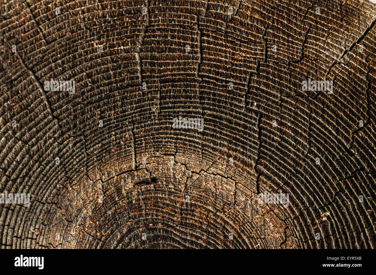Oak tree trunk curve hi-res stock photography and images - Alamy