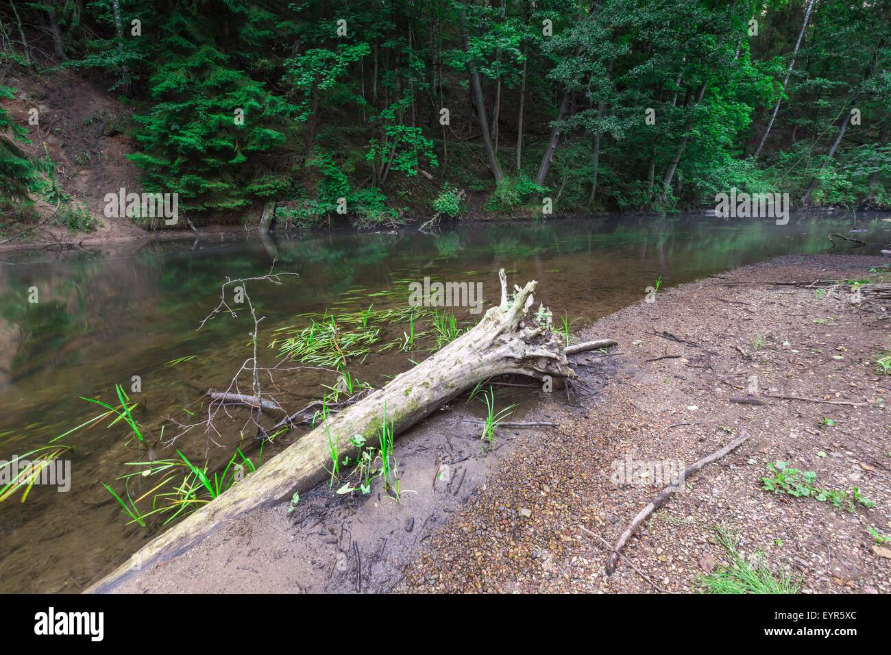 Beautiful wild river in summertime green forest photographed at sunrise ...