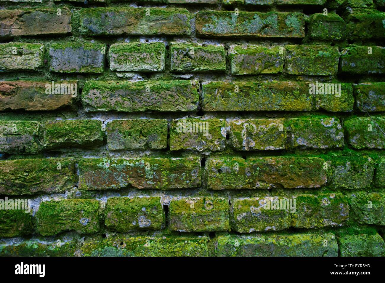 Brick wall with moss Stock Photo - Alamy