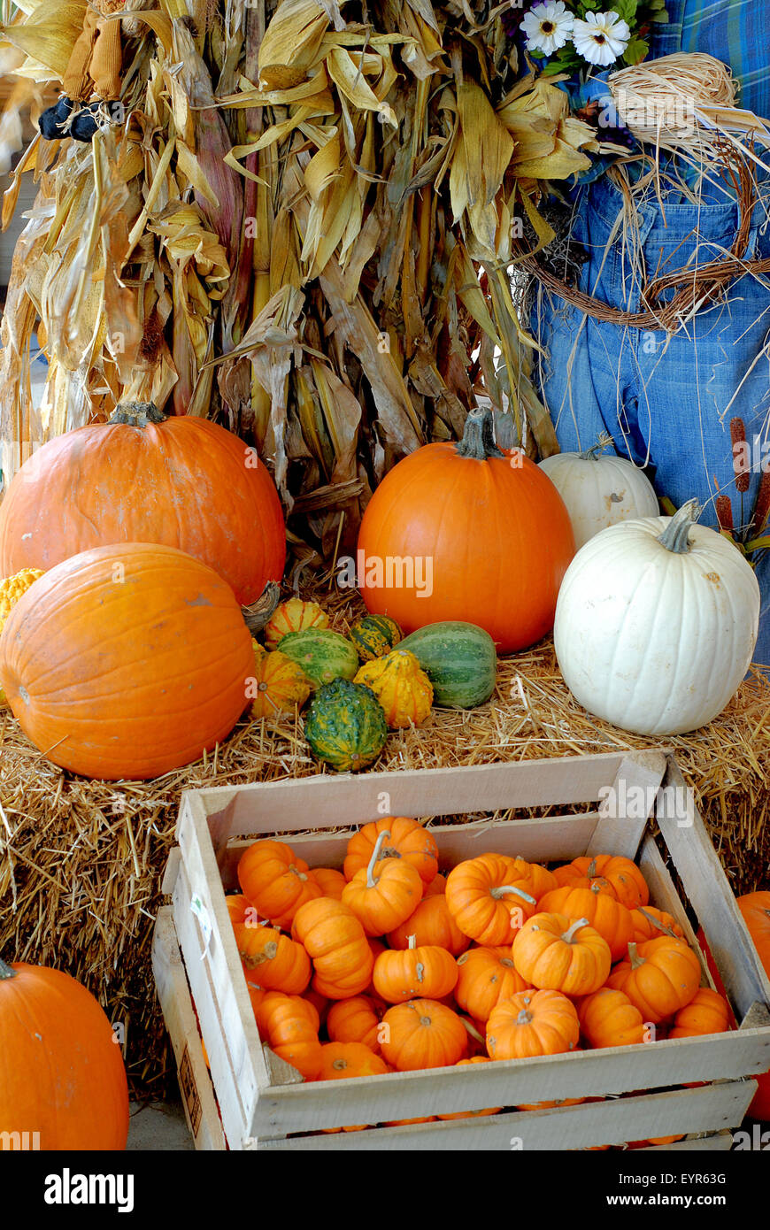 Scene from a pumpkin patch Stock Photo - Alamy