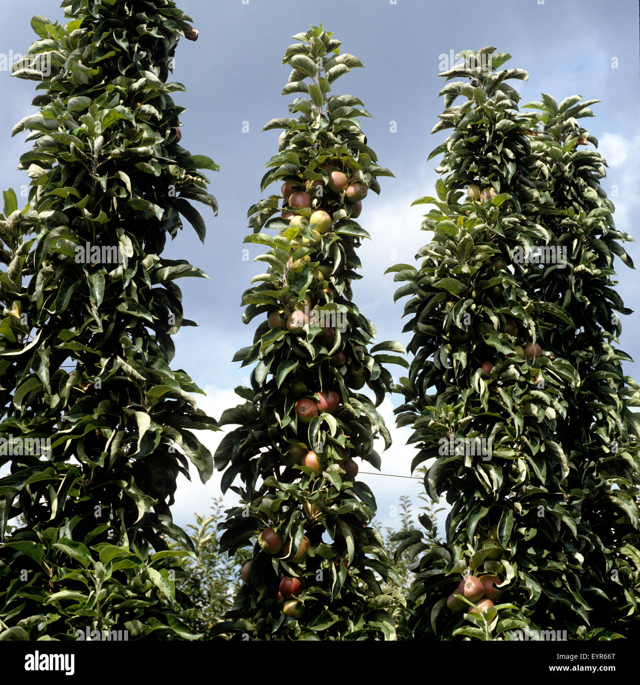 Roter apfelbaum hi-res stock photography and images - Alamy