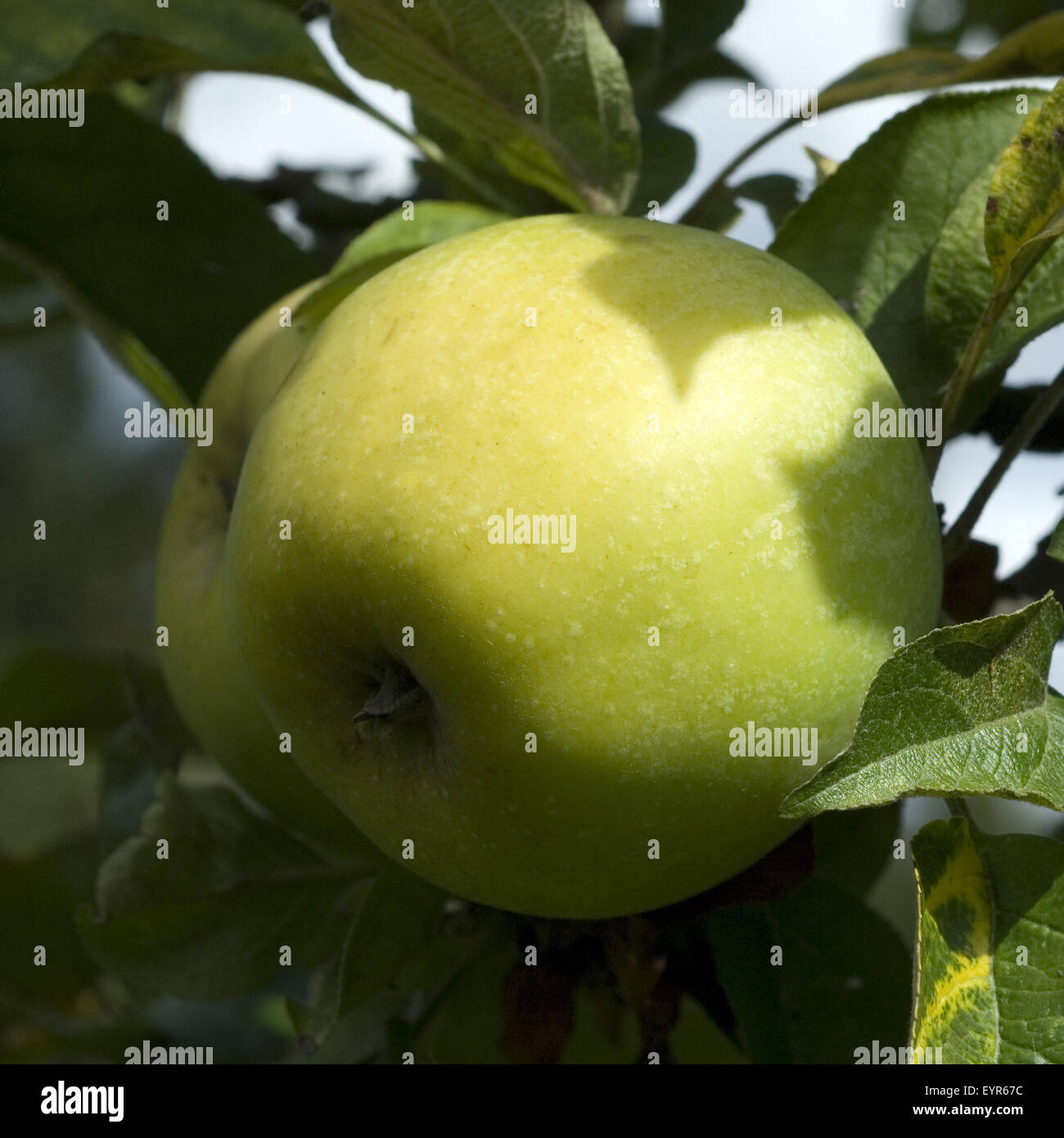 Obst essen hi-res stock photography and images - Alamy