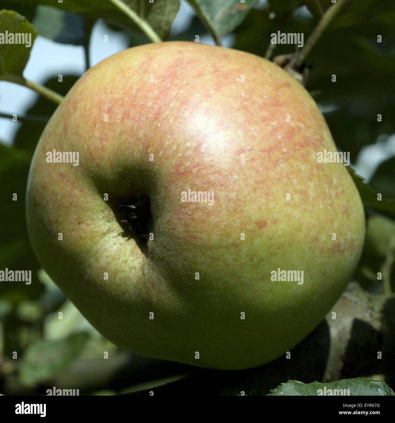 Apfel sorten hi-res stock photography and images - Alamy