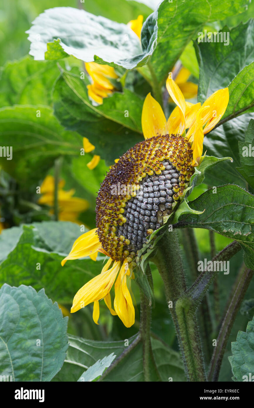 Helianthus seed hi-res stock photography and images - Alamy