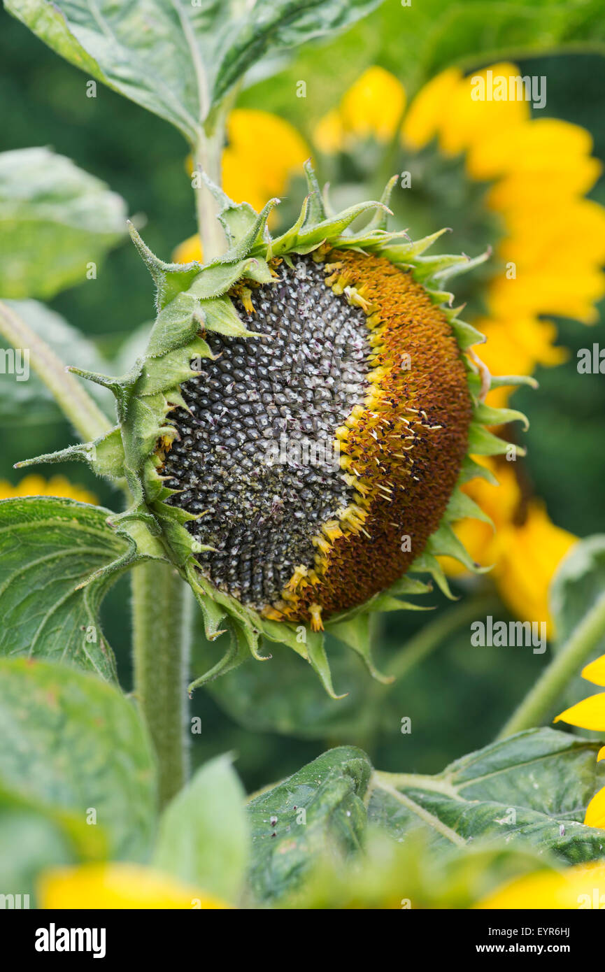 Helianthus annuus. Sunflower going to seed Stock Photo - Alamy