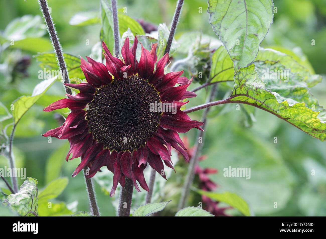 Helianthus annuus red sunflower hi-res stock photography and images - Alamy