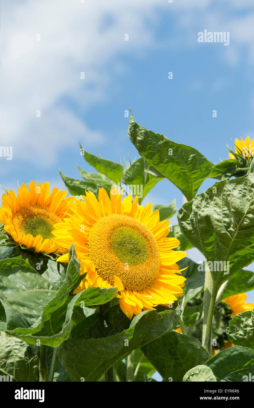 Helianthus annuus. Sunflower ’Sunrich Gold’ Stock Photo - Alamy