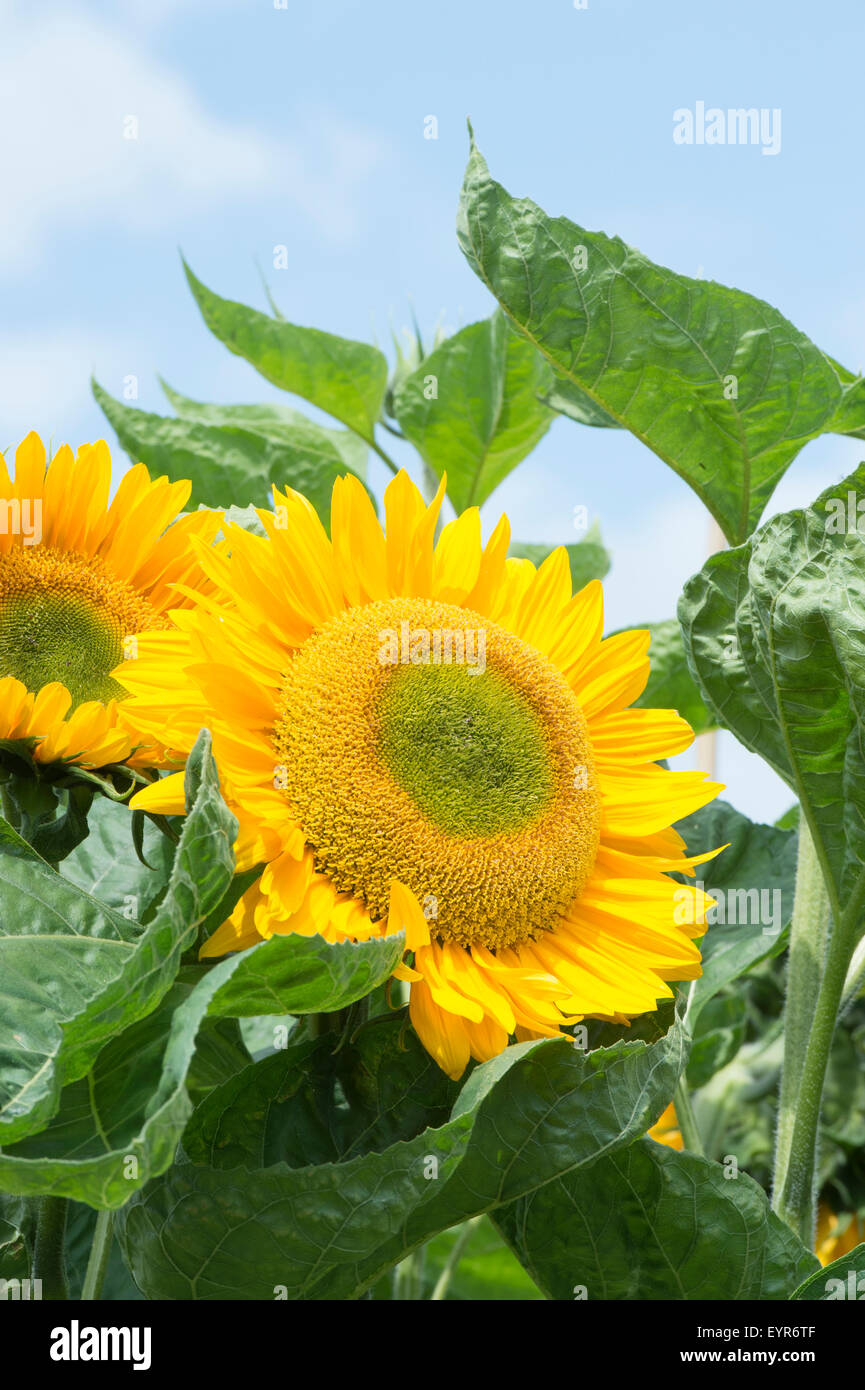 Gold sunflower hi-res stock photography and images - Alamy