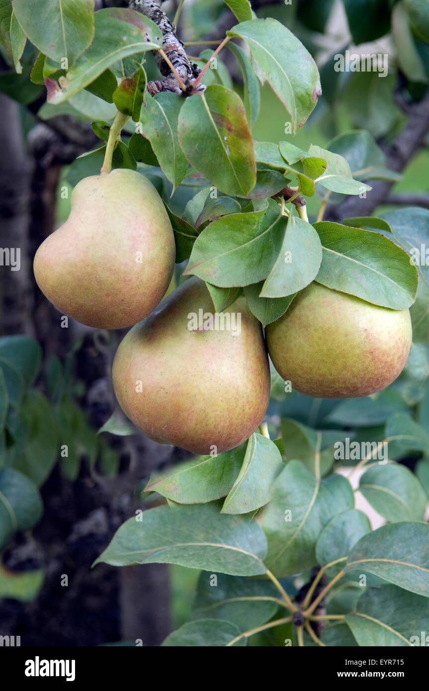 Winterforelle, Nordhaeuser, Birne, Birnensorte, Birne, Kernobst, Obst ...