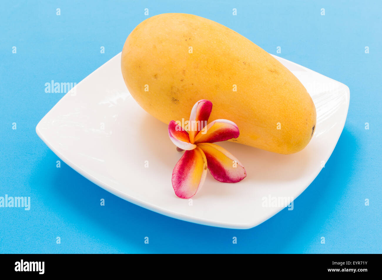 Ripe and yellow Thai mango on blue background Stock Photo - Alamy