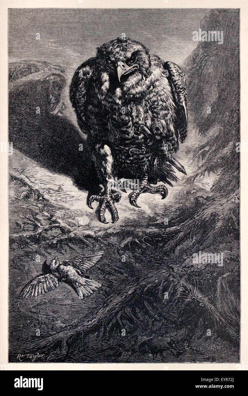 Grisnet hi-res stock photography and images - Alamy