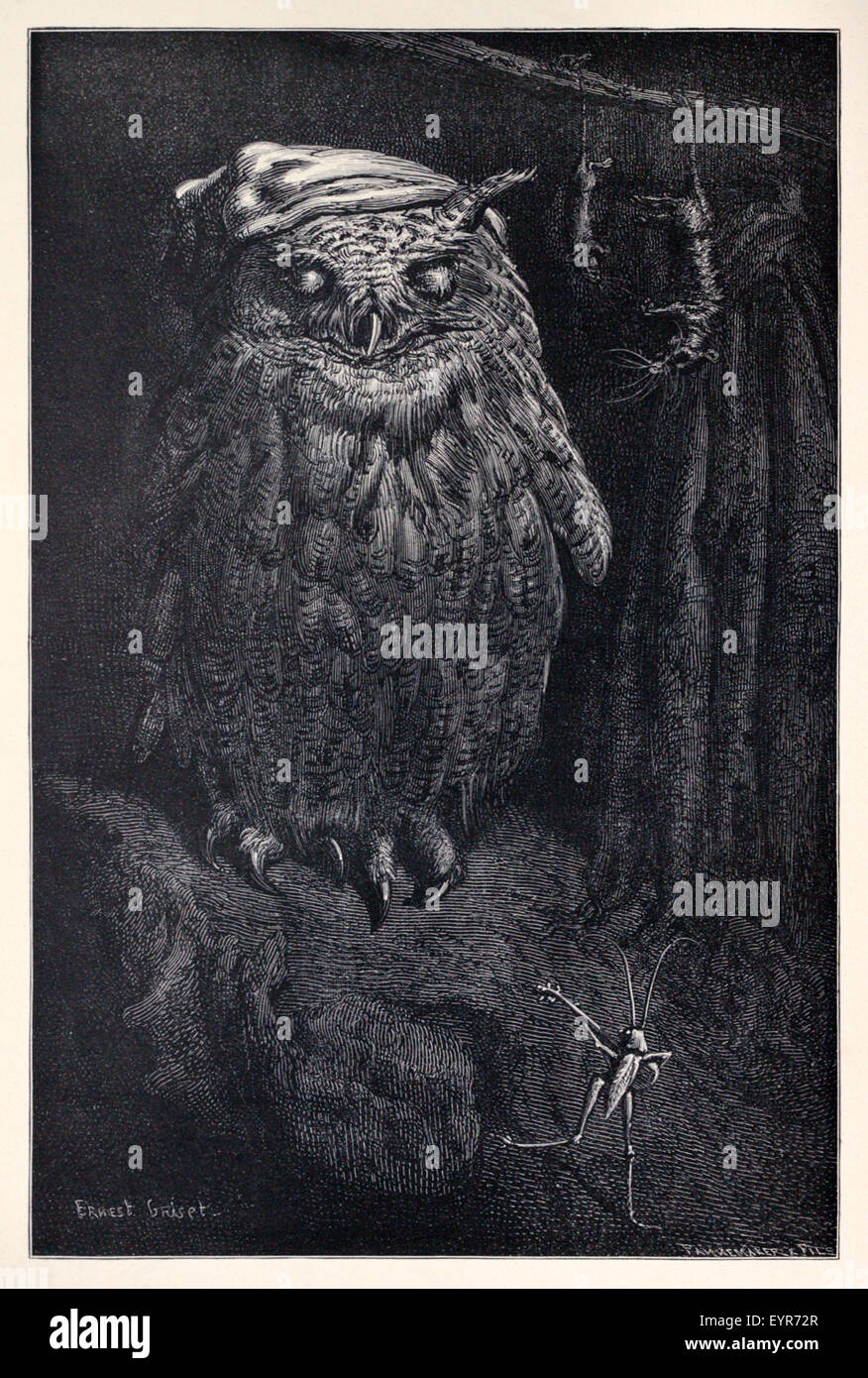 Owl grasshopper fable aesop circa hi-res stock photography and images ...