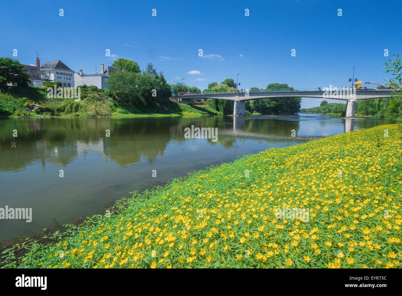 Ludwigia Primrose High Resolution Stock Photography and Images - Alamy