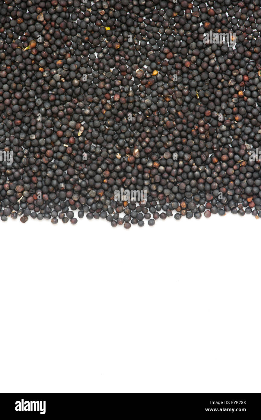 Brassica napus seeds. Rapeseeds on a white background Stock Photo - Alamy