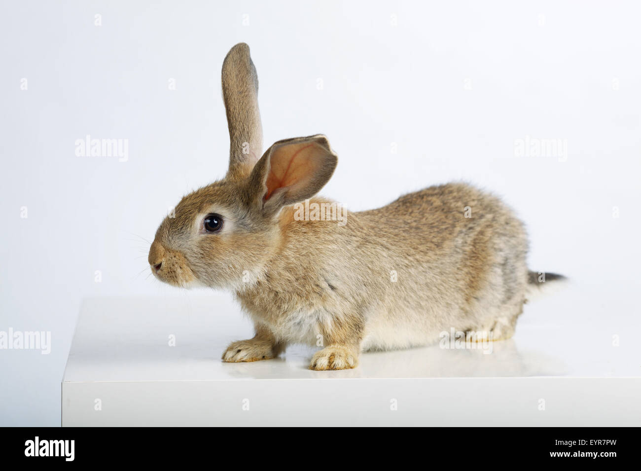 rabbit on white background Stock Photo - Alamy