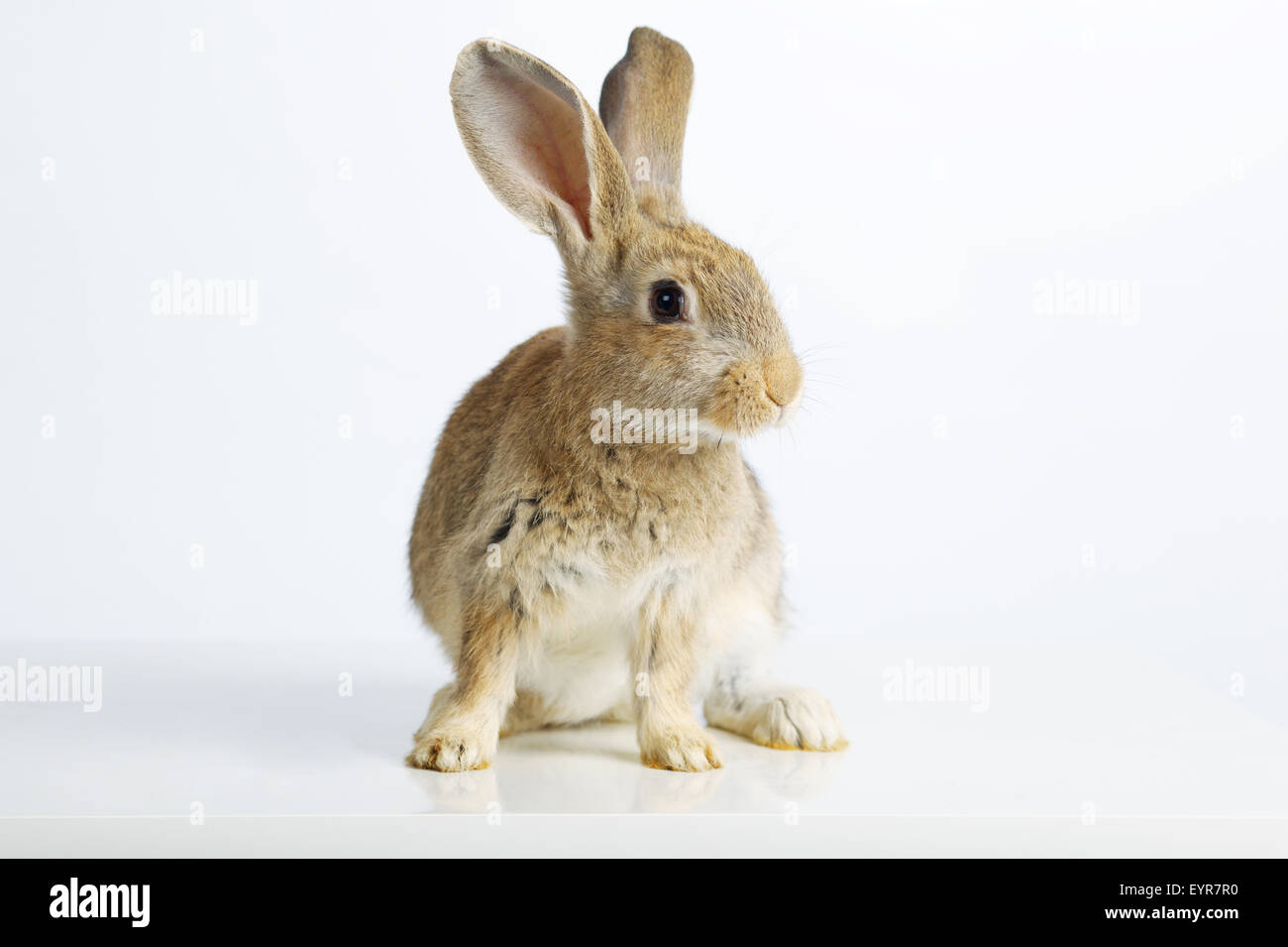 rabbit on white background Stock Photo - Alamy