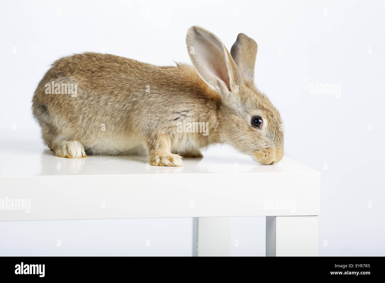 rabbit on white background Stock Photo - Alamy
