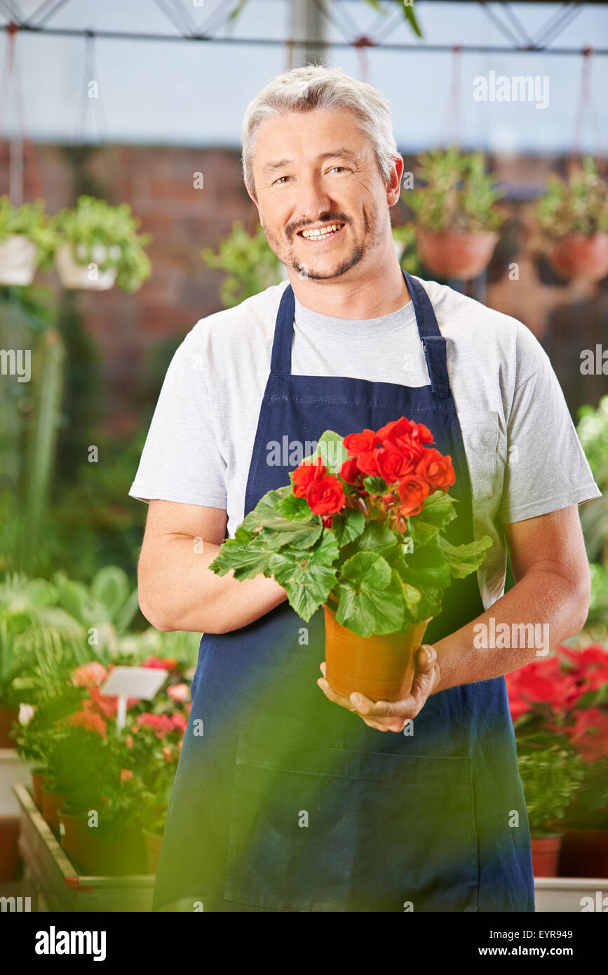 Smiling gardener with begonia in a nursery shop Stock Photo - Alamy