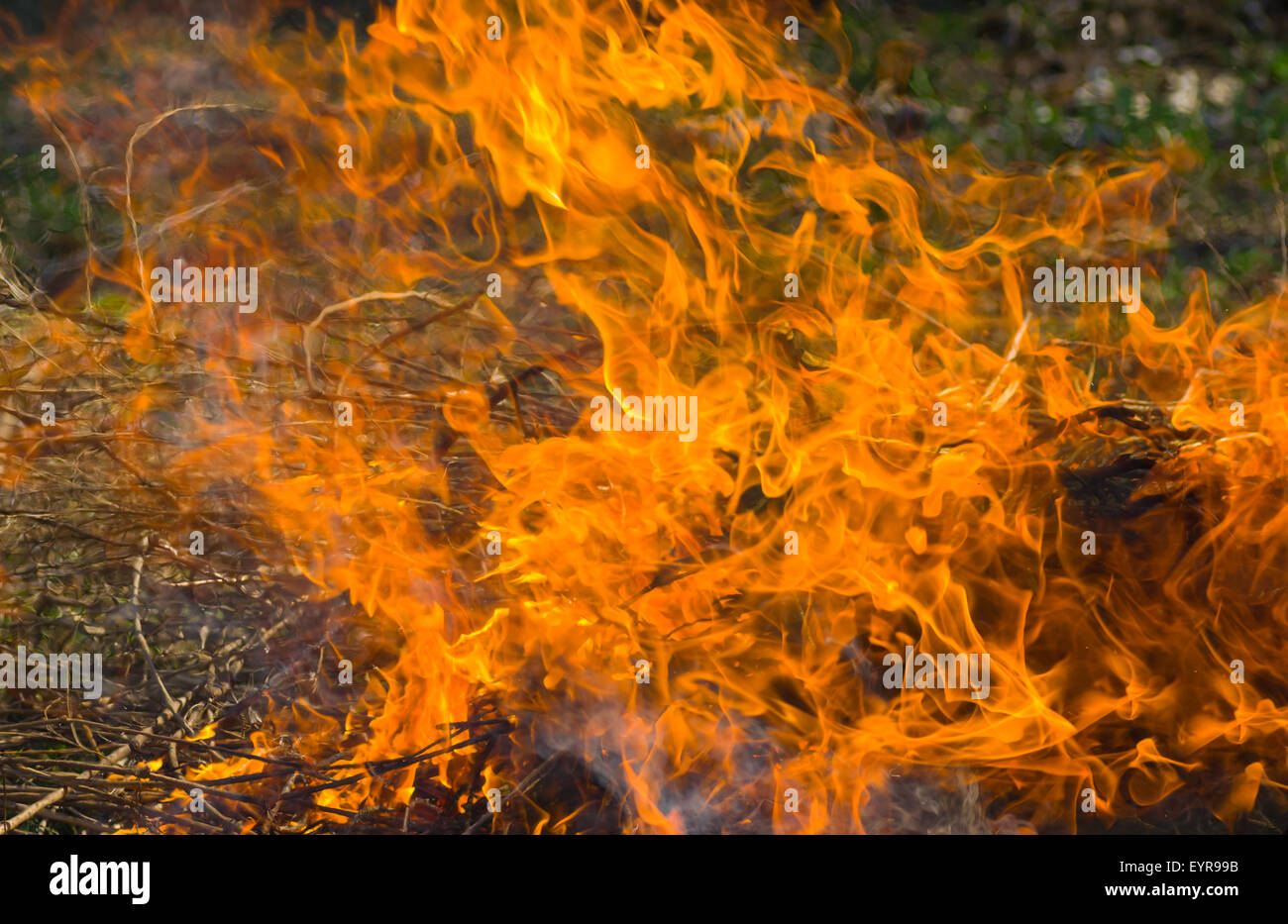 Campfire in a forest closeup Stock Photo - Alamy
