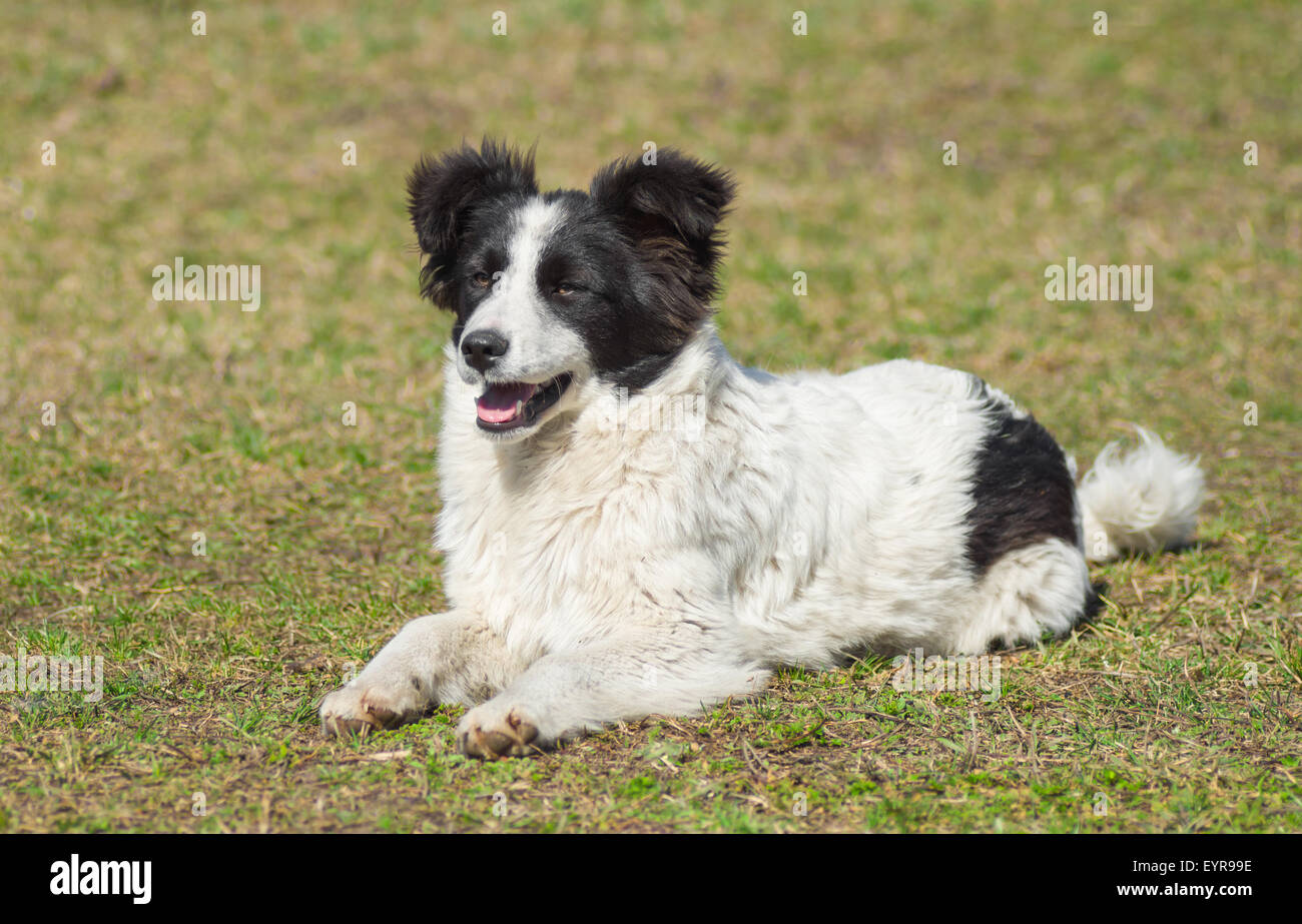 Stray dog sitting under the first spring sun Stock Photo - Alamy