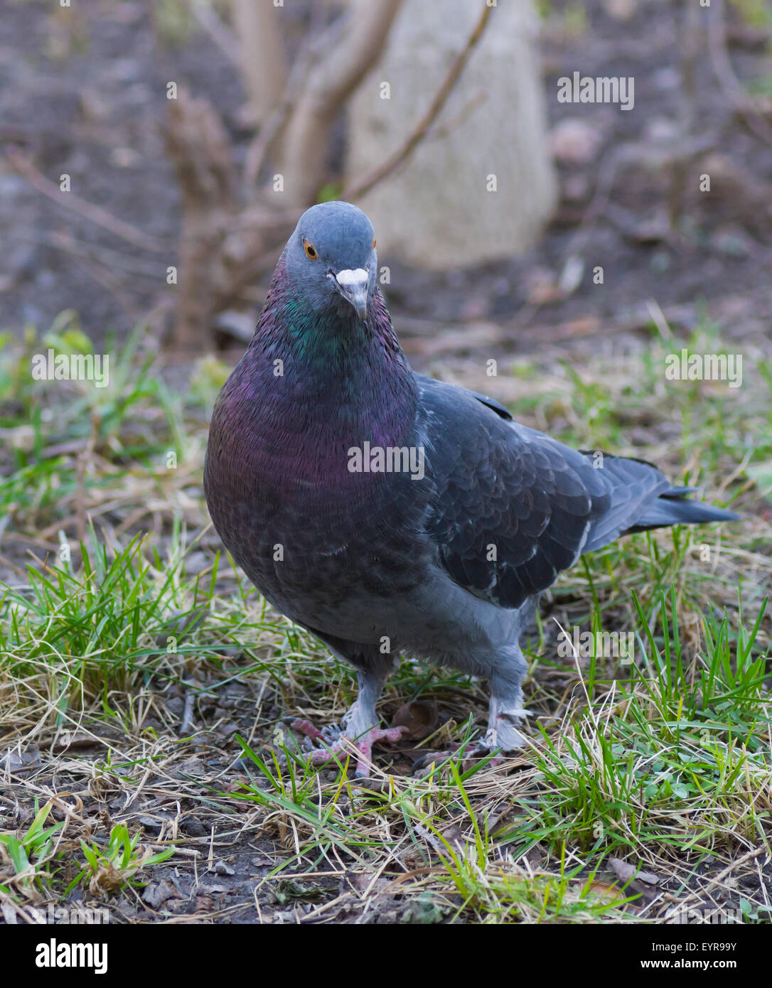 Outdoor portrait of graceful pigeon Stock Photo - Alamy