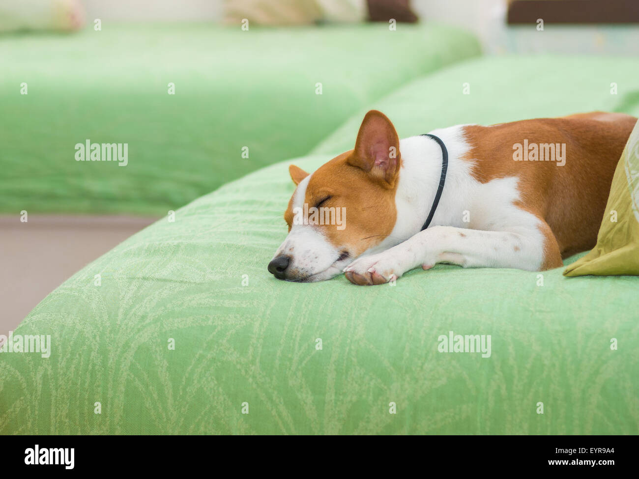 Indoor portrait of sleeping basenji Stock Photo - Alamy