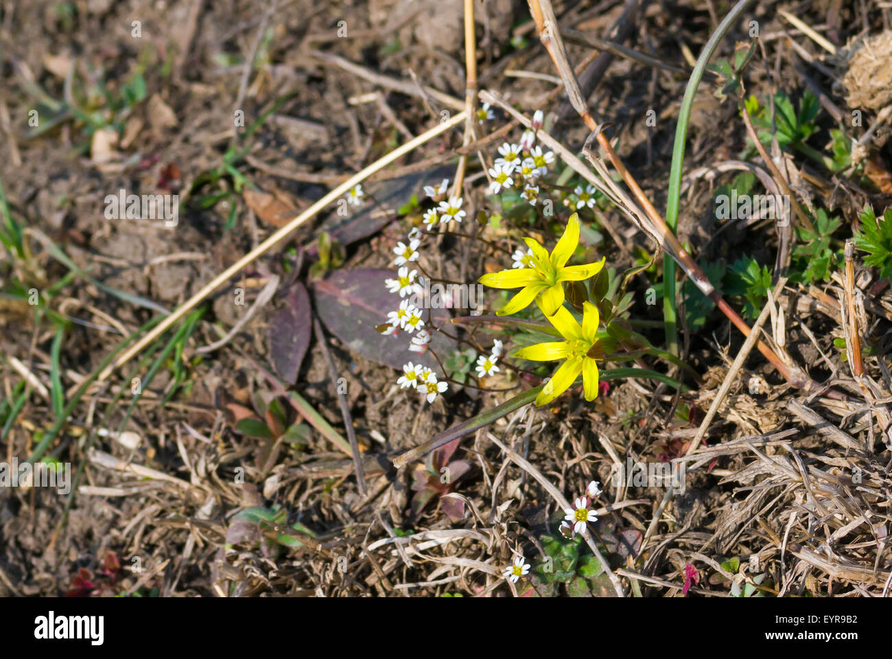 Steppe flower hi-res stock photography and images - Alamy