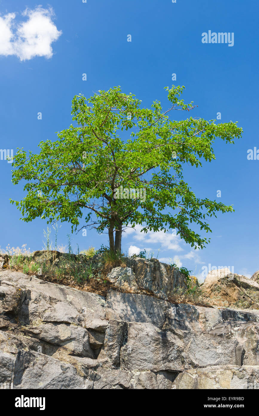 Single mulberry hi-res stock photography and images - Alamy