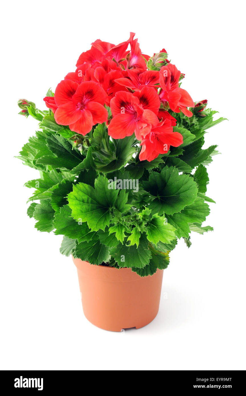 potted red Geranium on white background Stock Photo - Alamy
