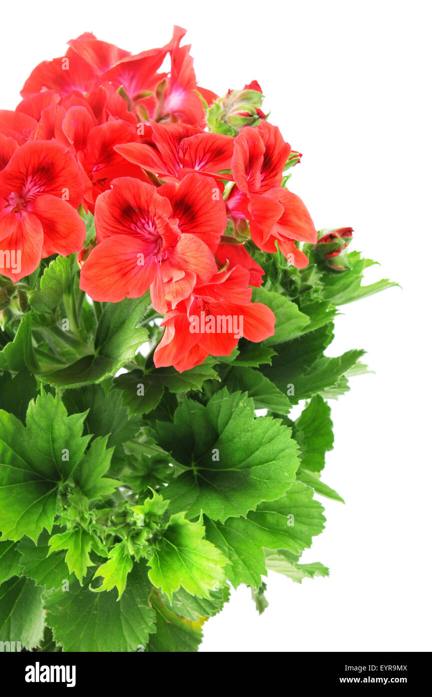 red Geranium on isolated white background Stock Photo - Alamy