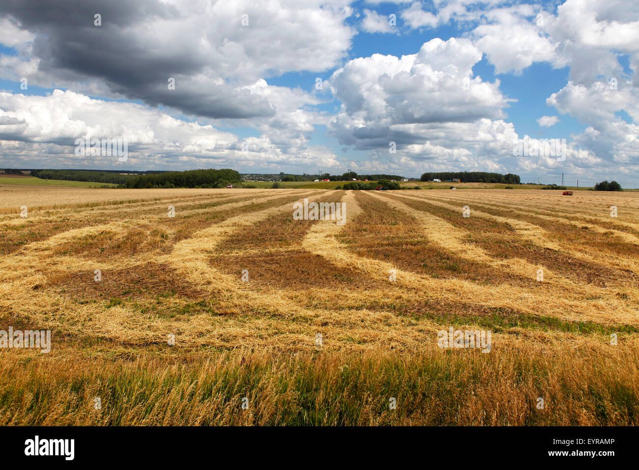 Heavy wheat ear hi-res stock photography and images - Alamy