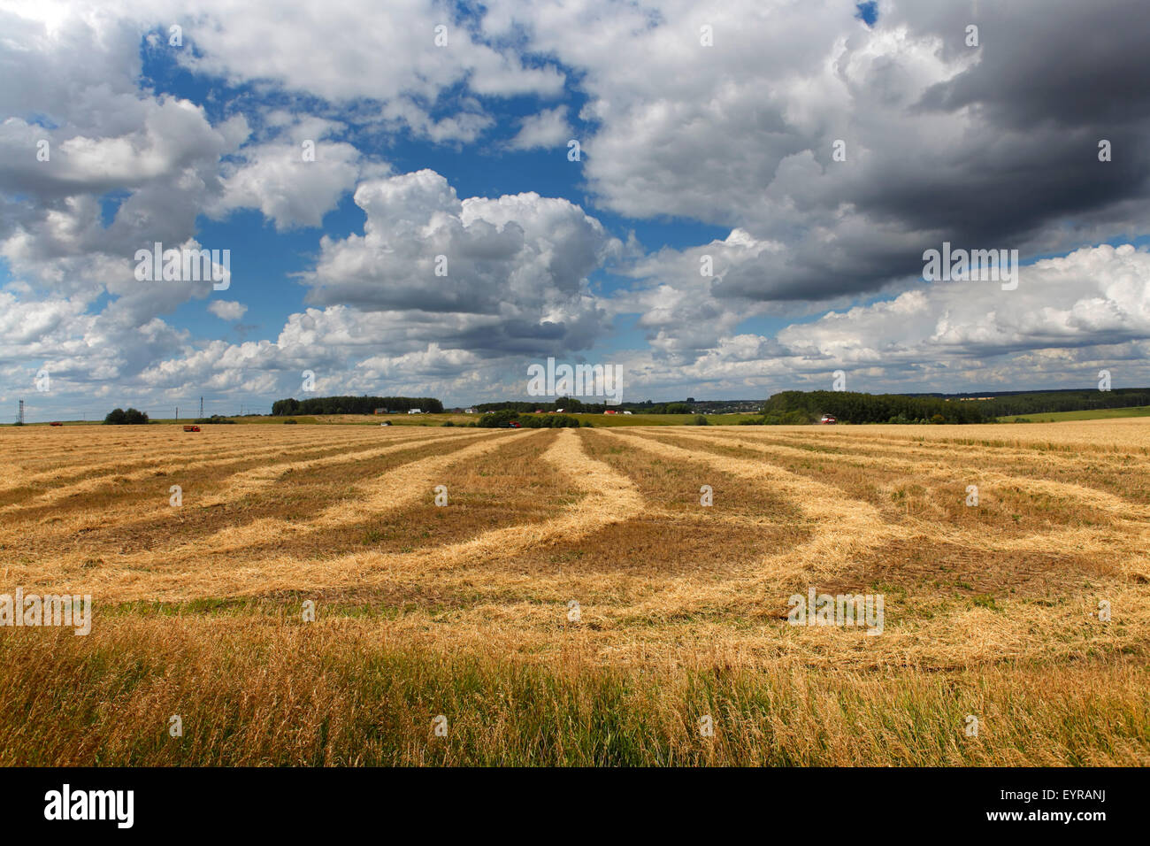 Field of wheat after harvesting with a combine Stock Photo - Alamy